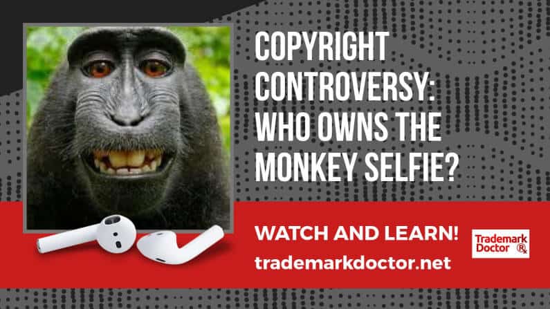 Who Owns The Monkey Selfie | Copyright Case Law